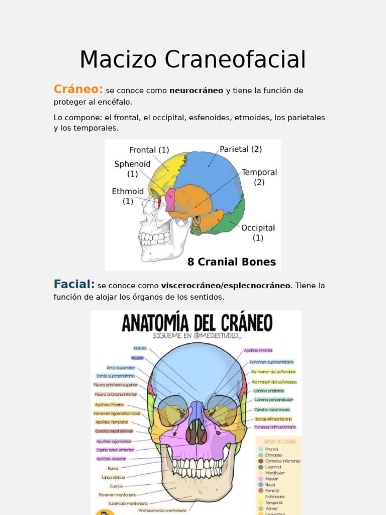 Anatomía del Macizo Craneofacial | PDF | Cráneo | Otorrinolaringología