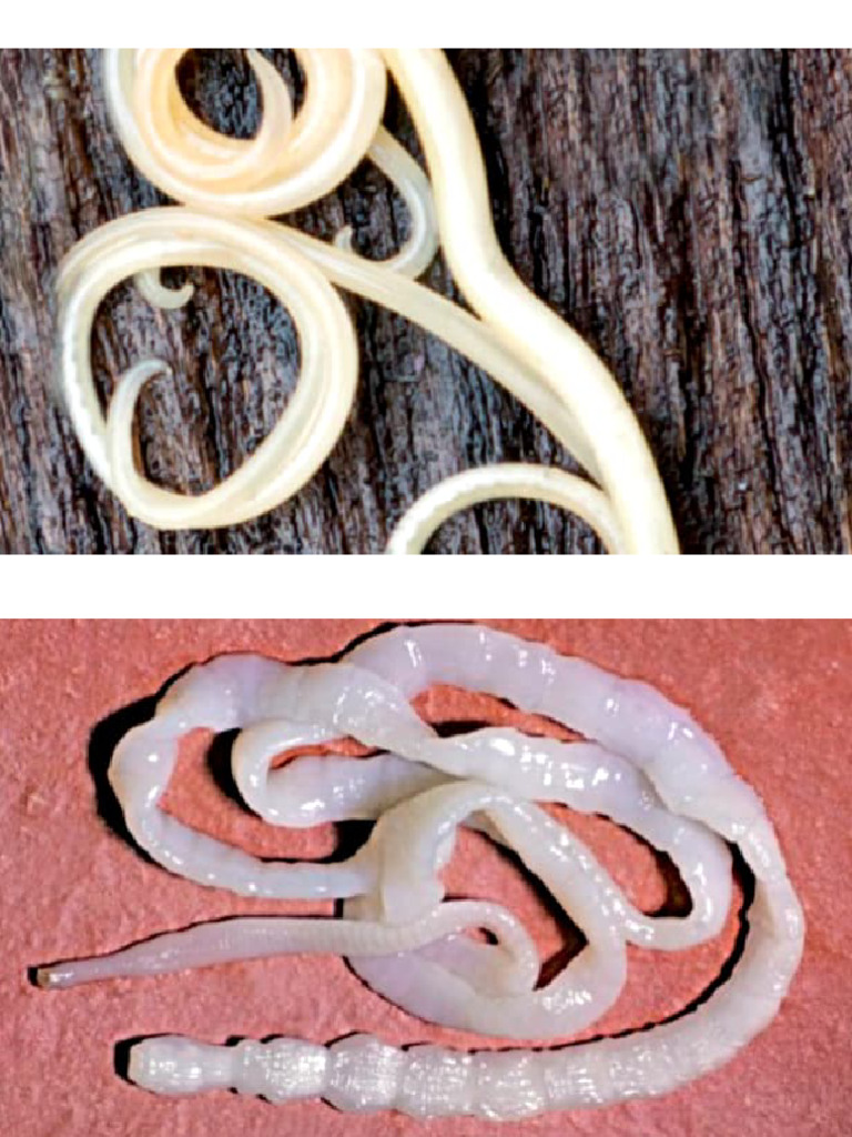 NECO Agric Practical Specimens | PDF