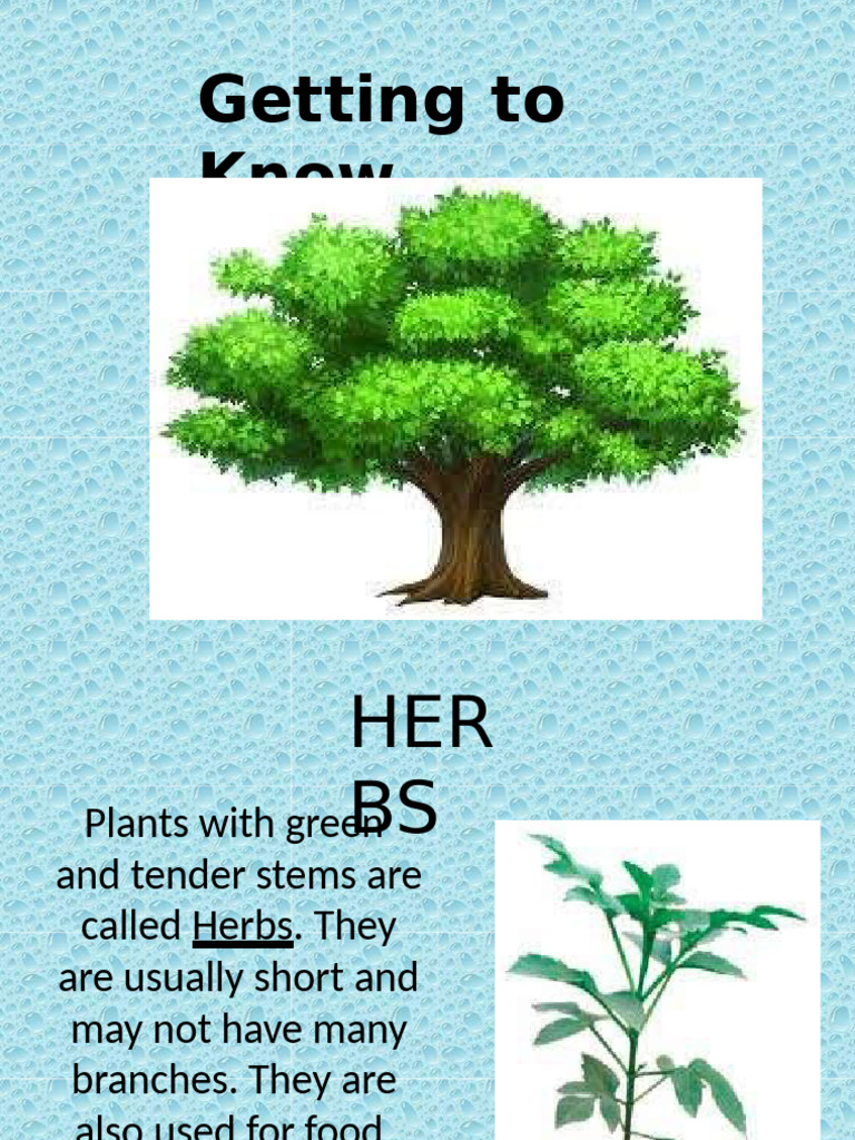 ch7 Getting To Know Plant | PDF | Leaf | Plant Morphology