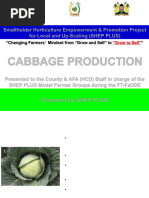 Cabbage Production JICA | PDF | Plant Nursery | Cabbage