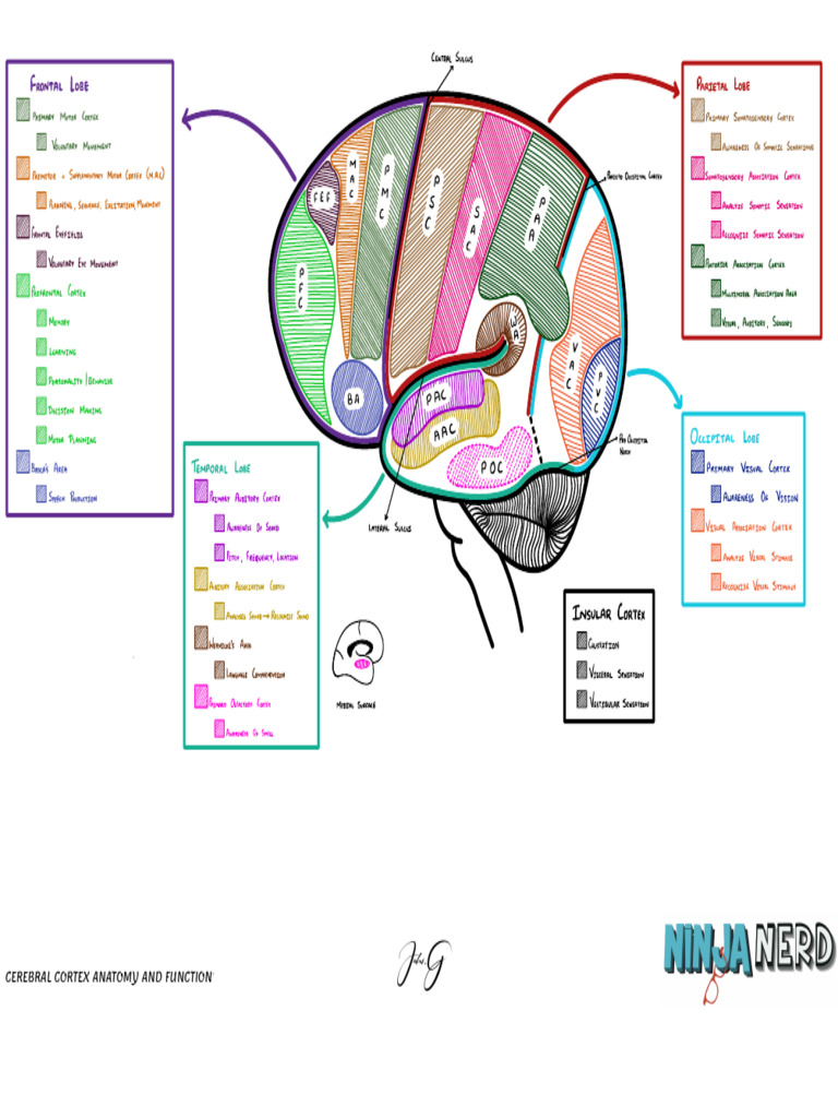Neurology Physiology) 08 Brain) Cerebral Cortex Anatomy and Function) - Key | PDF