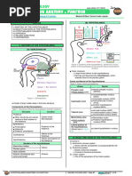 Grade 12 Endocrine System Notes | PDF | Endocrine System | Pancreas