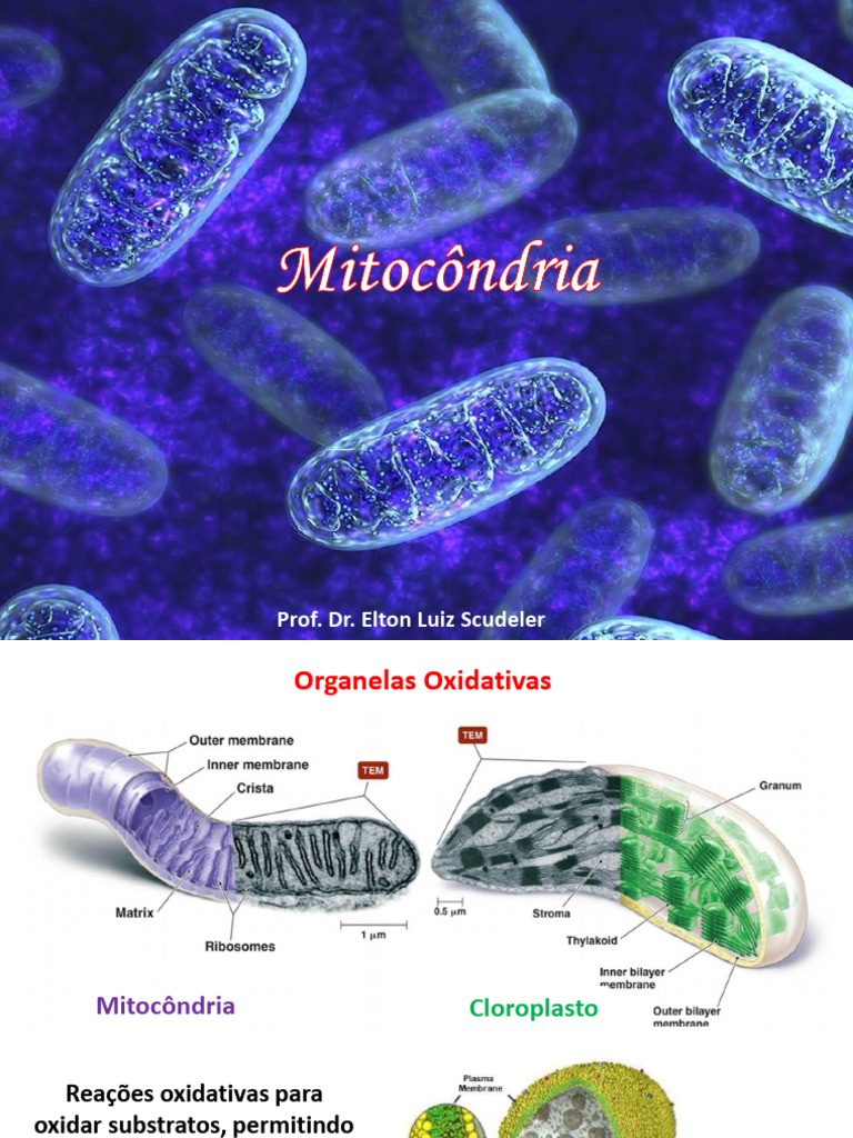 Aula 4 Mitocondria Pdf Mitocôndria Membrana Celular