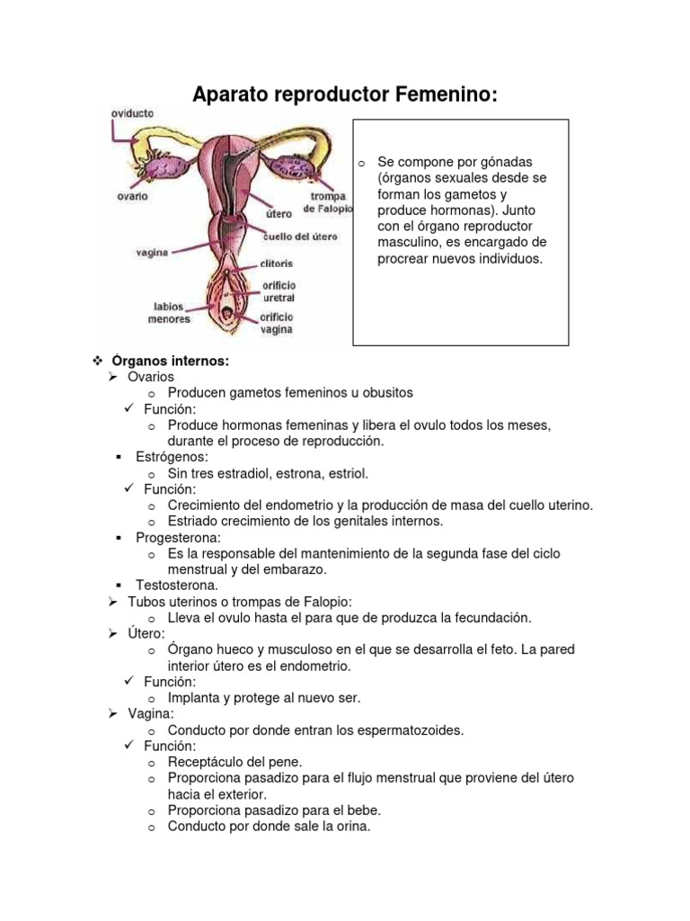 Aparato Reproductor Femenino Female Repr | PDF | Sistema reproductivo ...