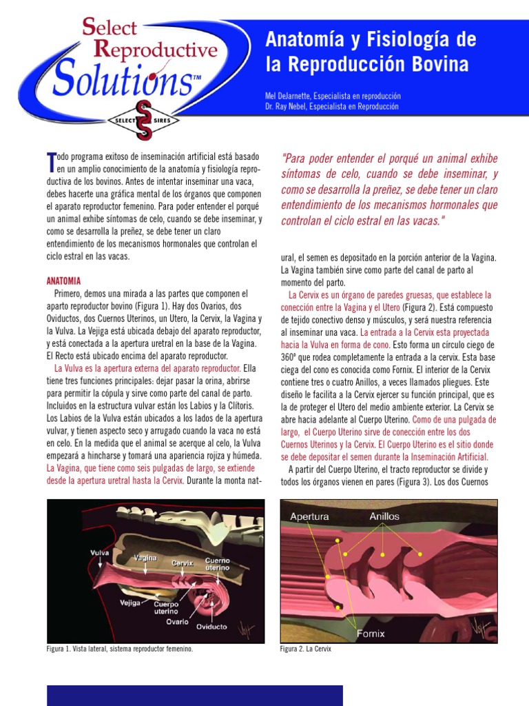 Reproductive Anatomy Spanish | PDF