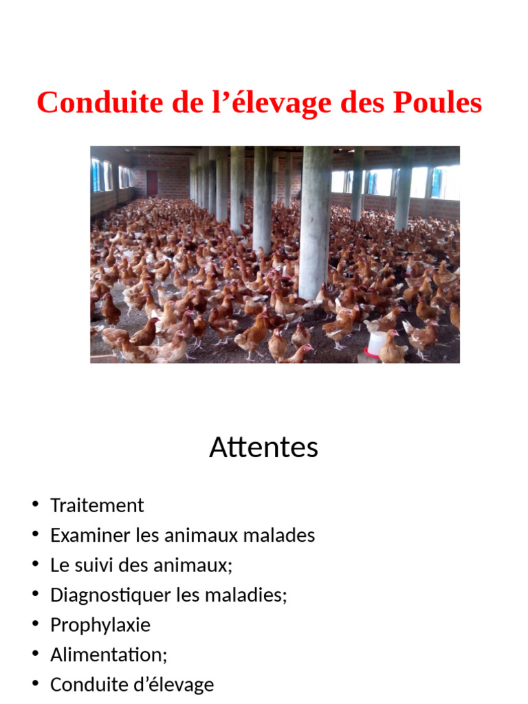 Techniques d'élevage des poules | PDF | Poulet | Aviculture