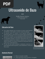 Evaluación del Bazo en Perros y Gatos | PDF | Bazo | Abdomen