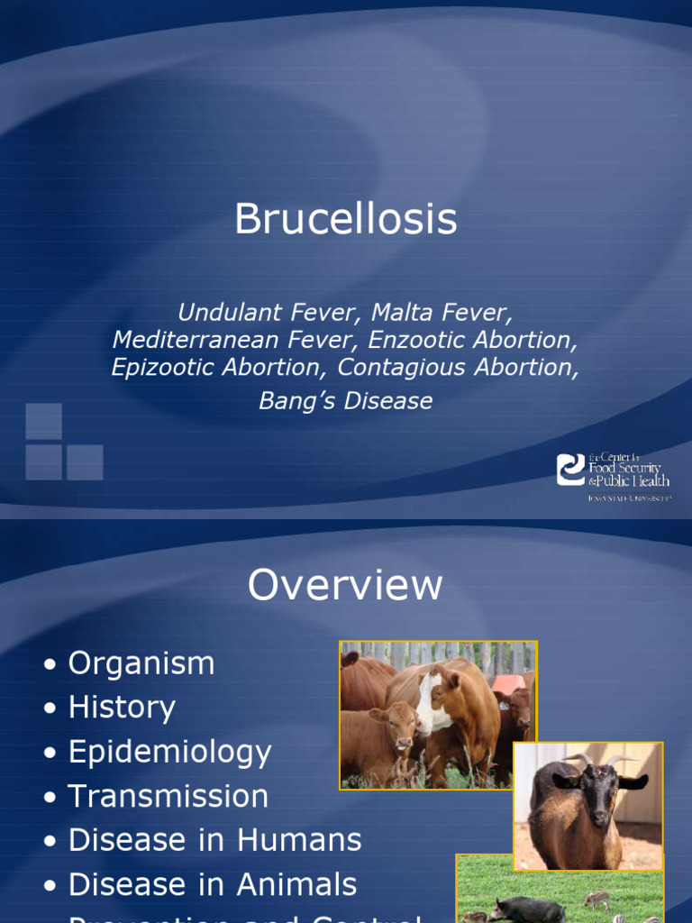 Brucellosis | PDF | Medicine | Immunology