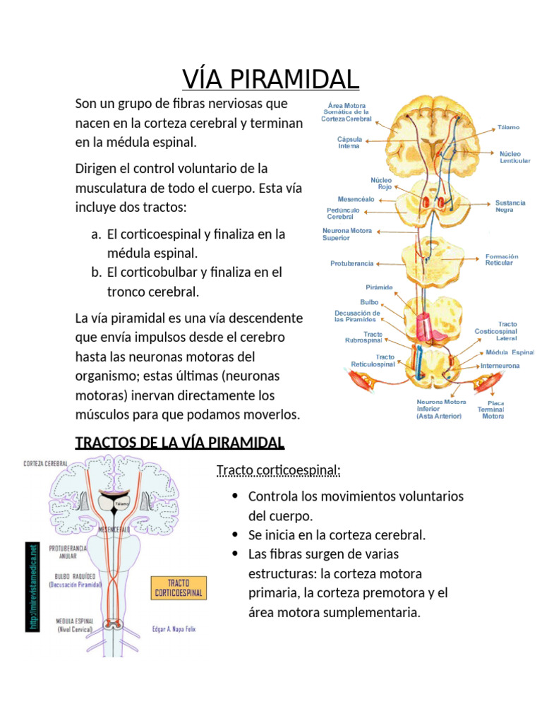 Tema 5 - Neurofisiología/vía Piramidal | PDF | Cerebro | Ganglios basales