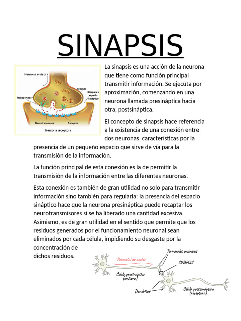 Sinapsis: Tipos y Funciones Neuronales | PDF | Sinapsis | Neurona
