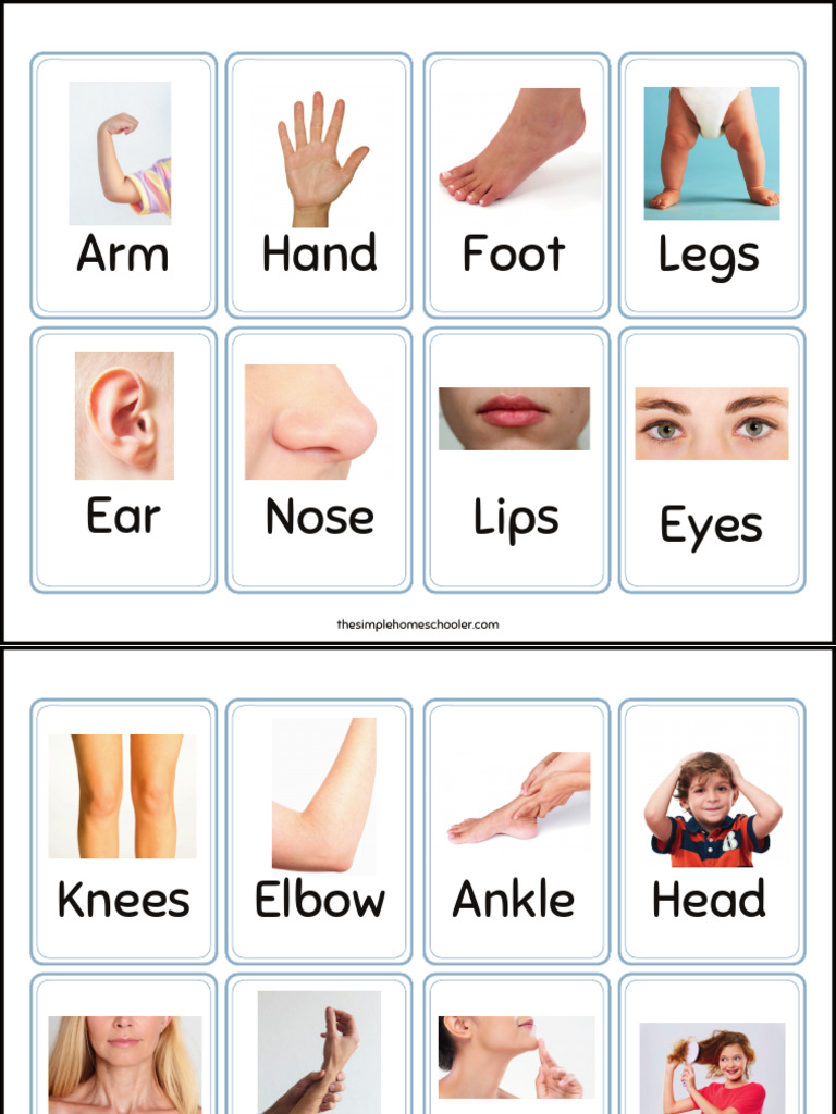 Printable Body Parts Flashcards | PDF | Foreign Language Studies | Wellness