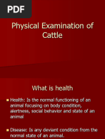 Cattle Physical Examination Guide | PDF | Heart | Cattle