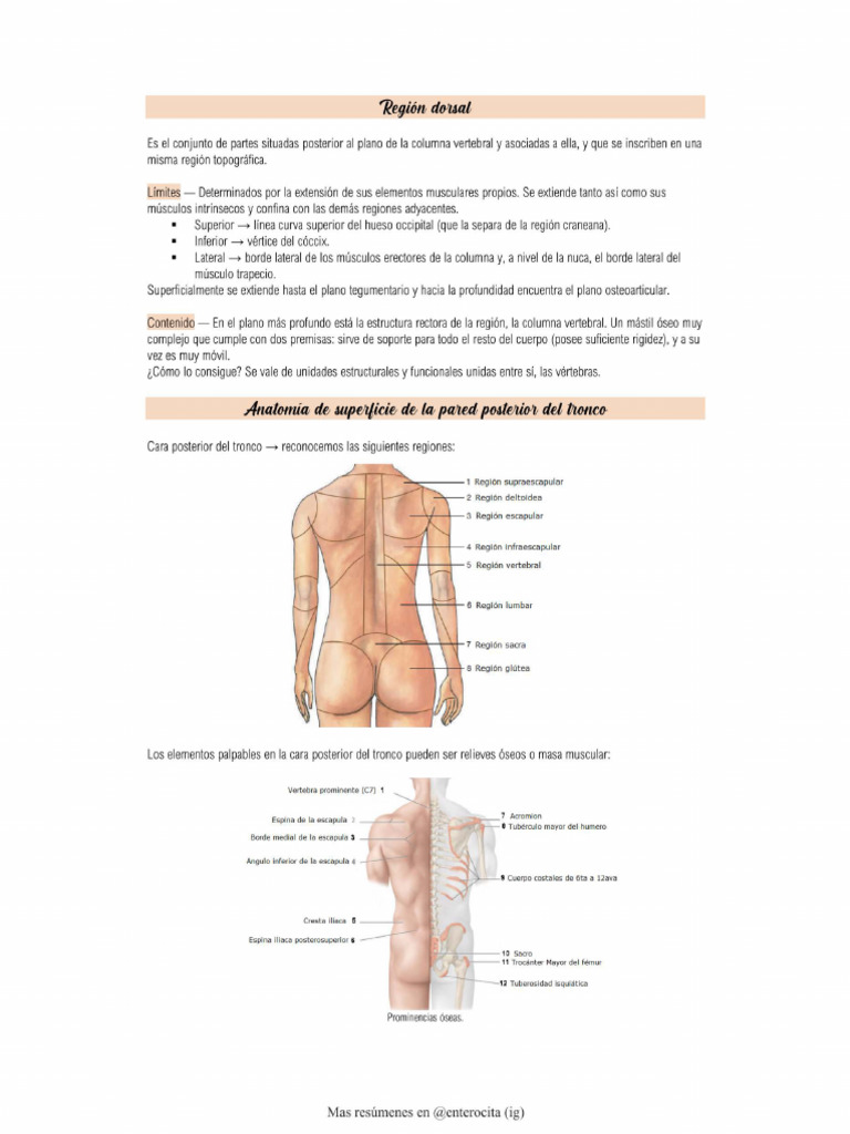 RUfAsG tp2 Columna Dorso | PDF
