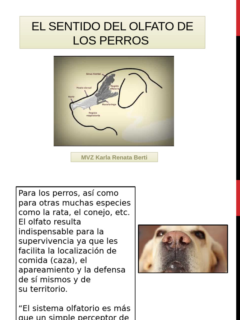 Tema 14.1 El Sentido Del Olfato de Los Perros | PDF | Neurociencia