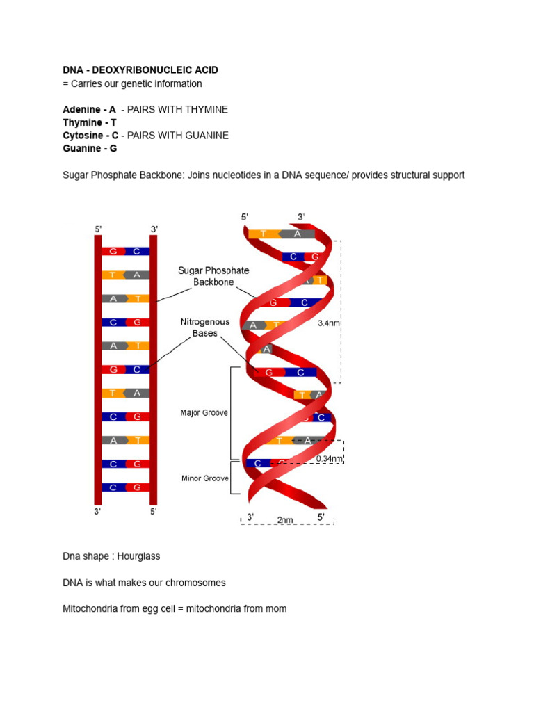 DNA and Cell Cycle Notes | PDF