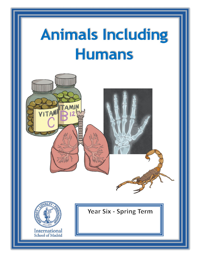 Year 6 Science Workbook - Animals Including Humans | PDF | Heart | Blood