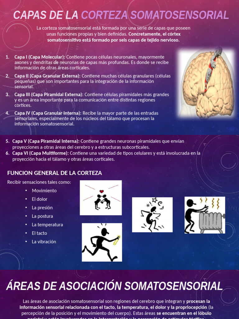 Capas de la Corteza Somatosensorial | PDF | Sistema somatosensorial ...