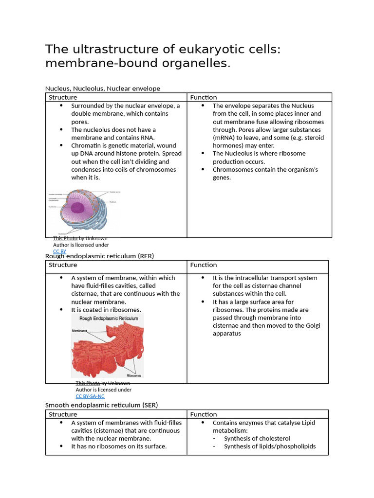 The Ultrastructure of Eukaryotic Cells | PDF | Cell Nucleus | Cell ...