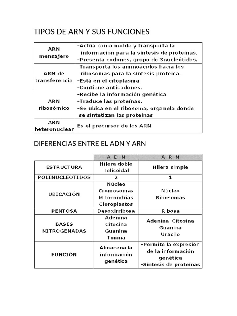 Tipos de Arn y Sus Funciones | PDF