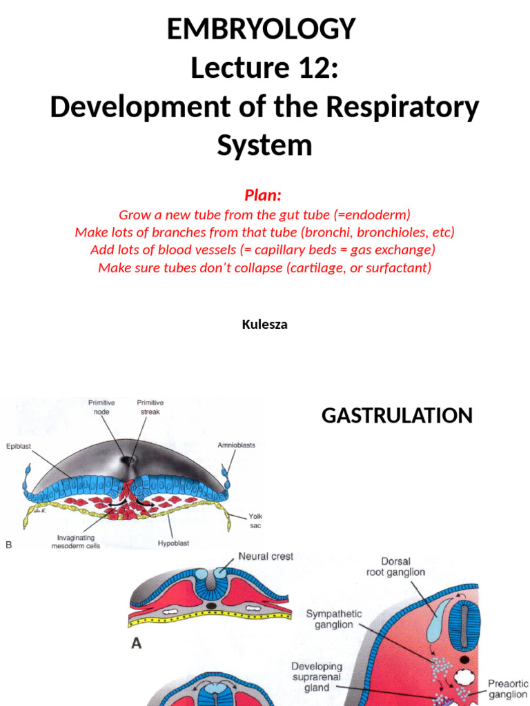 12 Respiratory System 2024 | PDF | Respiratory Tract | Lung