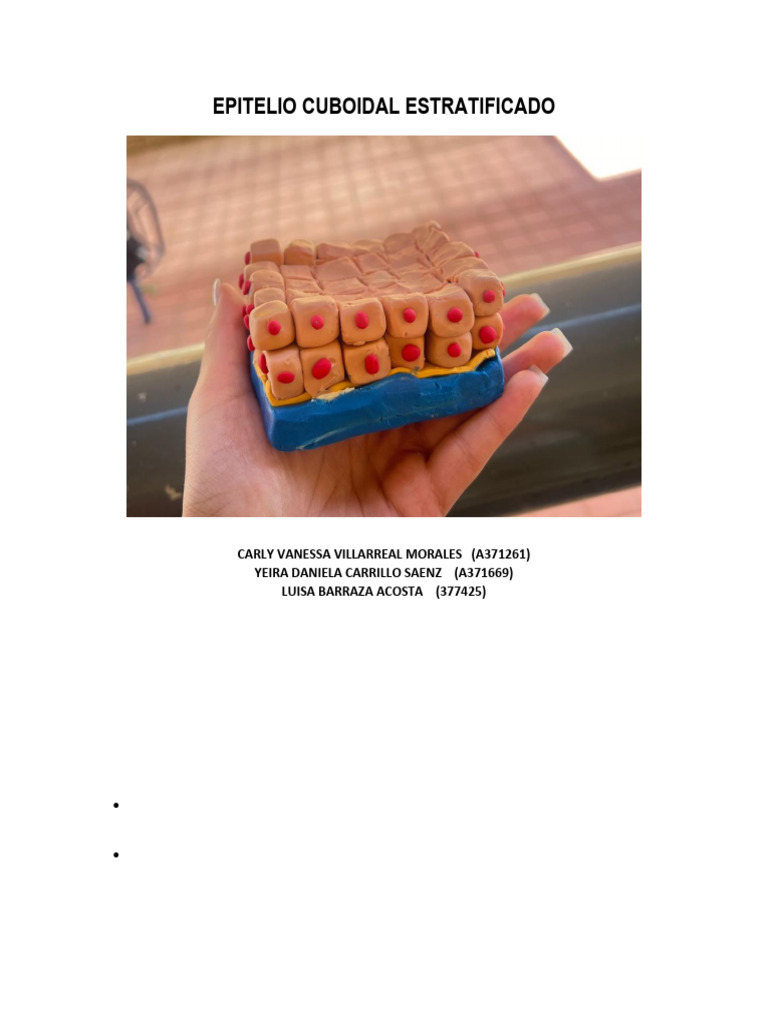 Epitelio Cuboidal Estratificado | PDF | Epitelio | Anatomía