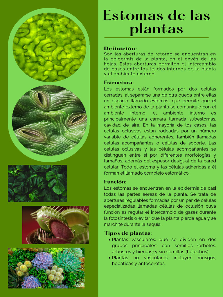 Estomas de Las Plantas | PDF
