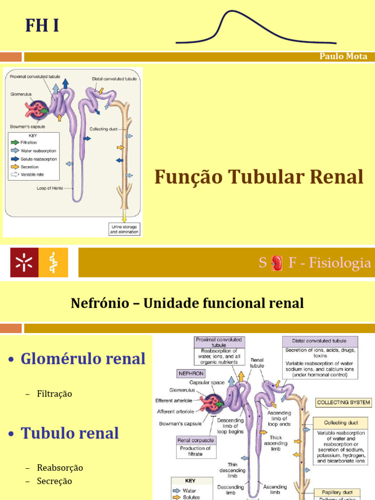 Função Tubular Renal e Reabsorção | PDF | Rim | Órgão (anatomia)