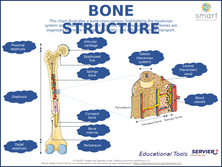 Edu-Bone-Structure | PDF | Bone | Anatomy