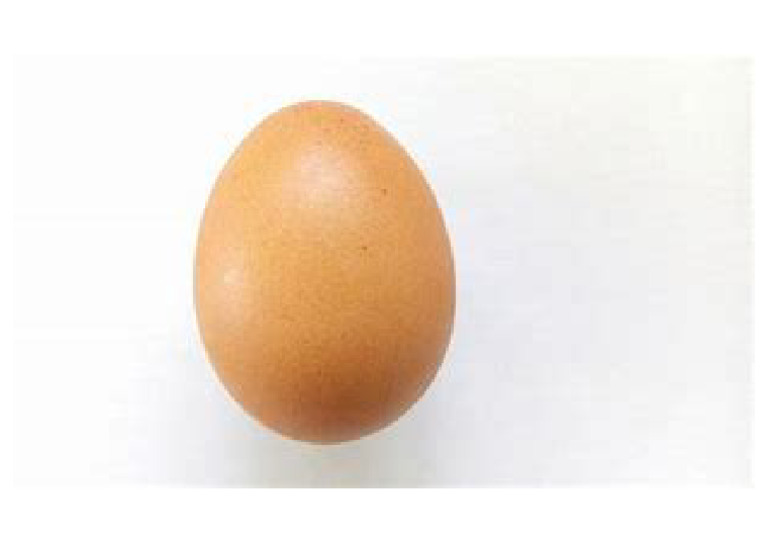 Egg PDF | PDF