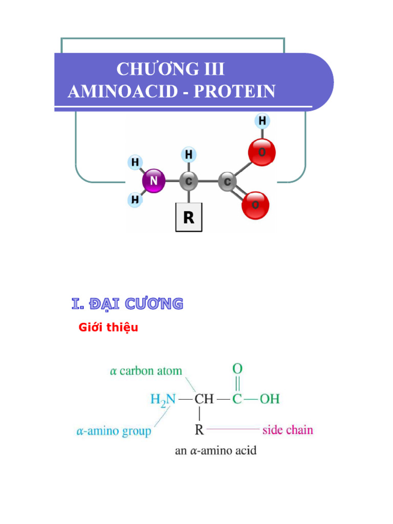 Amino Acid | PDF