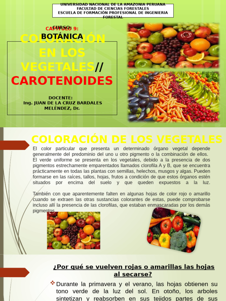 SEMANA Nº9 - Coloración en Los Vegetales-Carotenoides | PDF | Clorofila ...