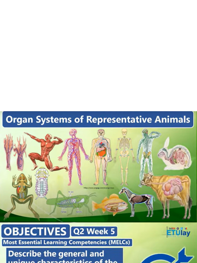 Q2 L5 Organ System of Representative Animals | PDF