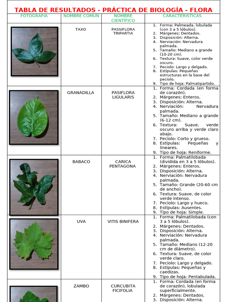 Biologia Tablas | PDF | Hoja | Plantas