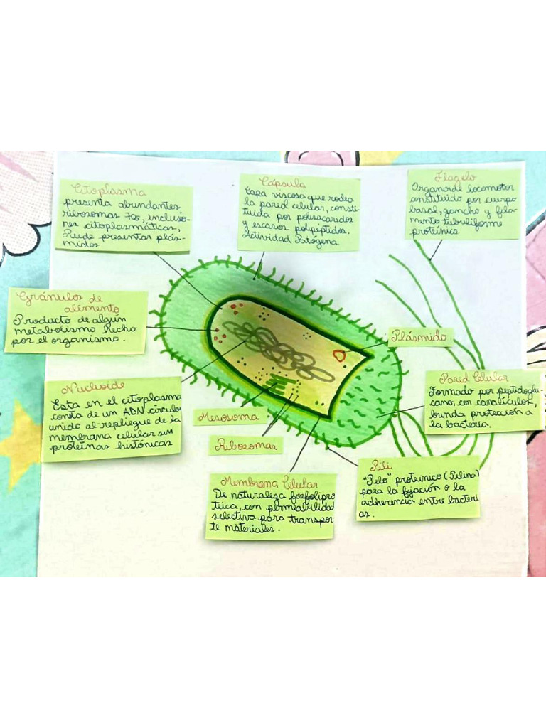 Bacter Tarea 1 | PDF