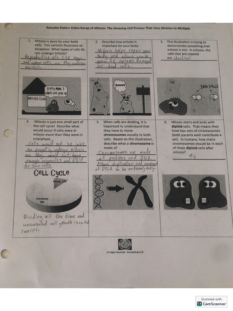 Mitosis Notes | PDF