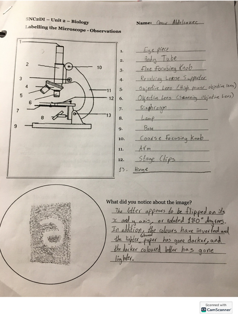 Microscope Activity | PDF