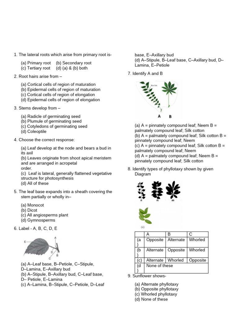 Morphology in Plants, Anatomy in Flowering Plants Final QP | PDF ...