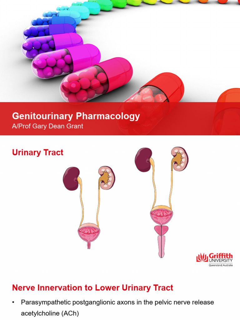 Genitourinary Pharmacology | PDF | Urinary Incontinence | Acetylcholine
