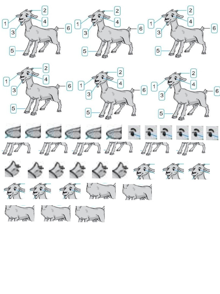 Bagian Tubuh Kambing | PDF