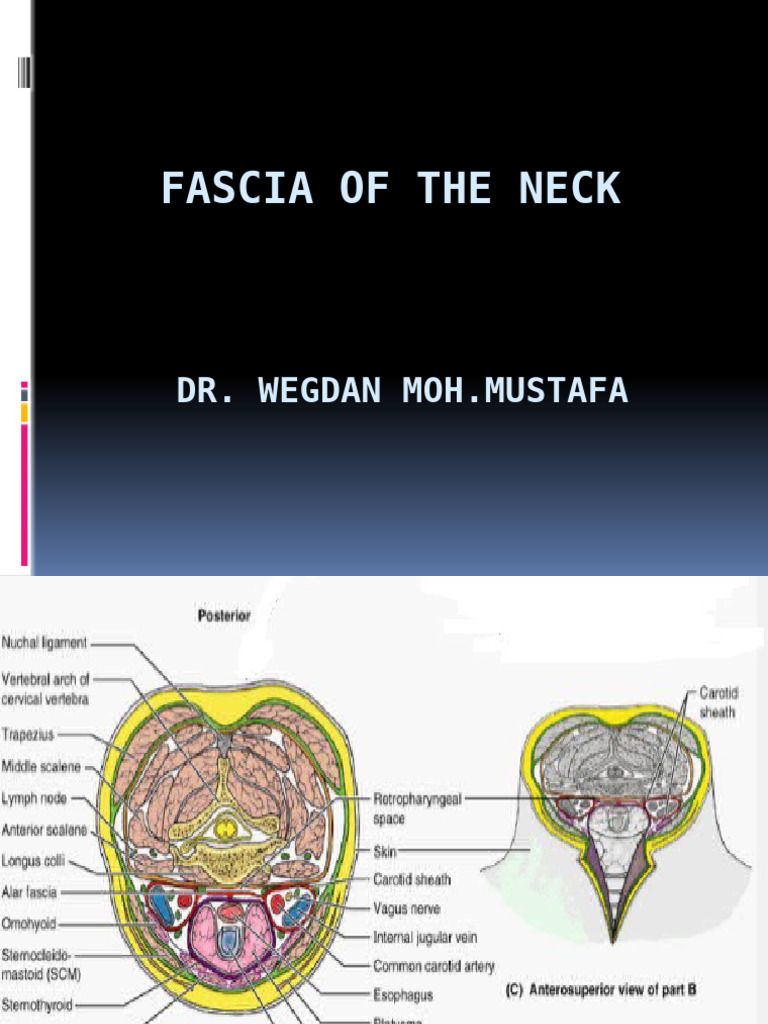 3.fascia of The Neck | PDF | Neck | Common Carotid Artery