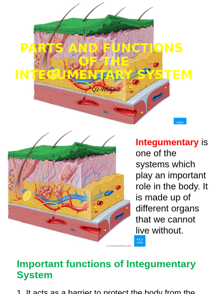 Sci6q2w2-Parts and Functions of Integumentary System | PDF | Skin ...