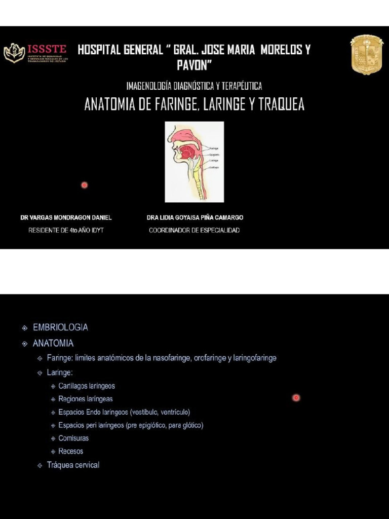 Anatomía, Laringe, Tráquea | PDF
