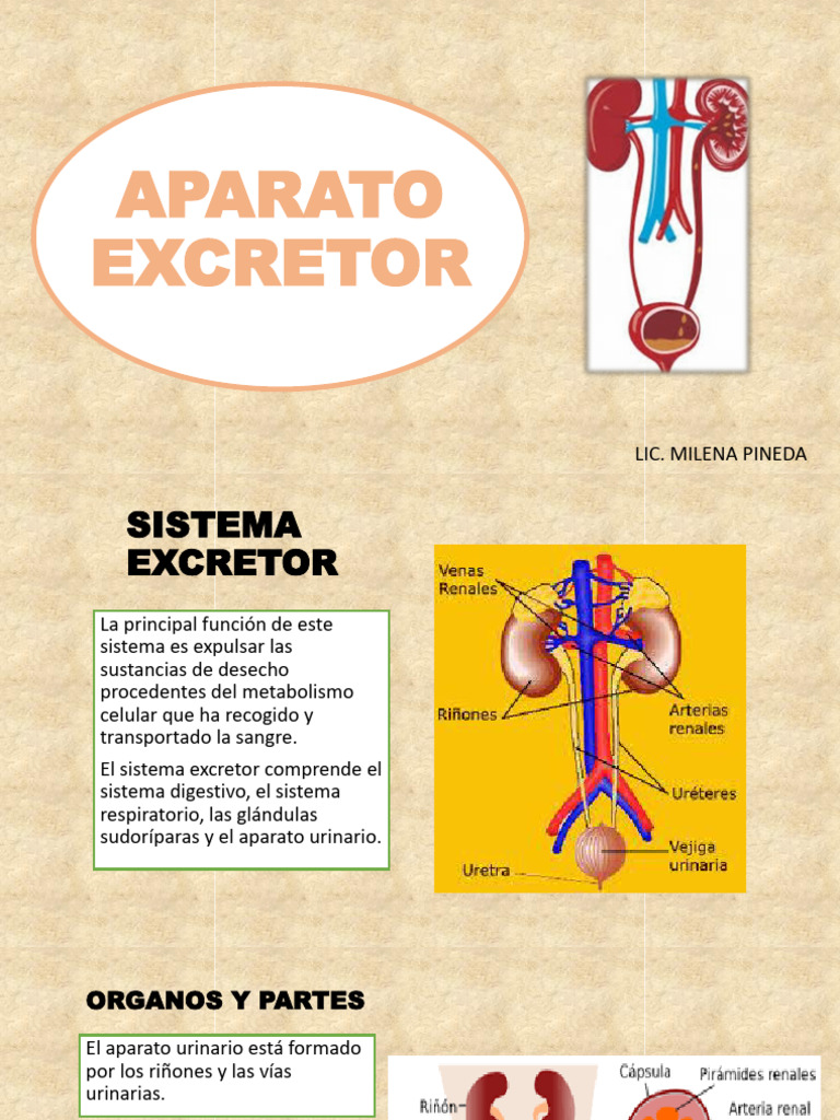 Aparato Excretor | PDF | Hogar, jardinería y bricolaje | Salud y bienestar