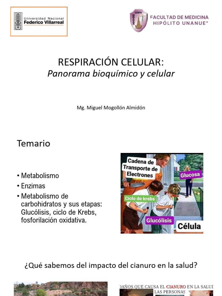 S010 - Respiración Celular | PDF