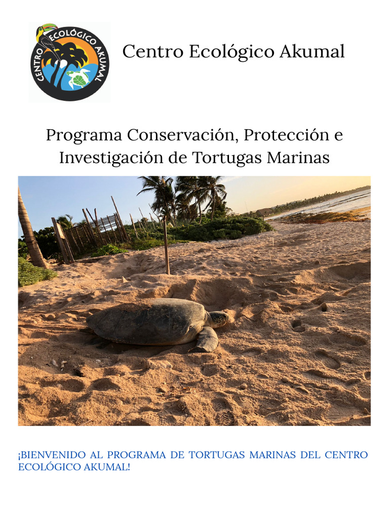 Conservación de Tortugas Marinas en Akumal | PDF | Tortuga marina | Tortuga