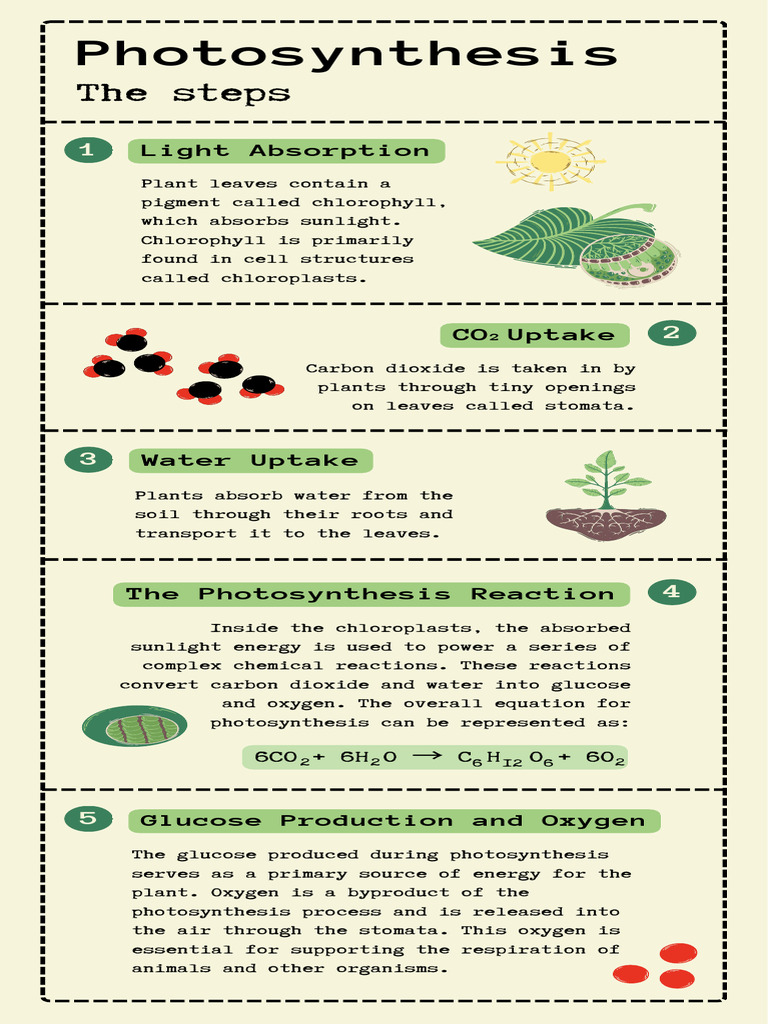 Green Illustrative Photosynthesis Infographic | PDF | Science & Mathematics