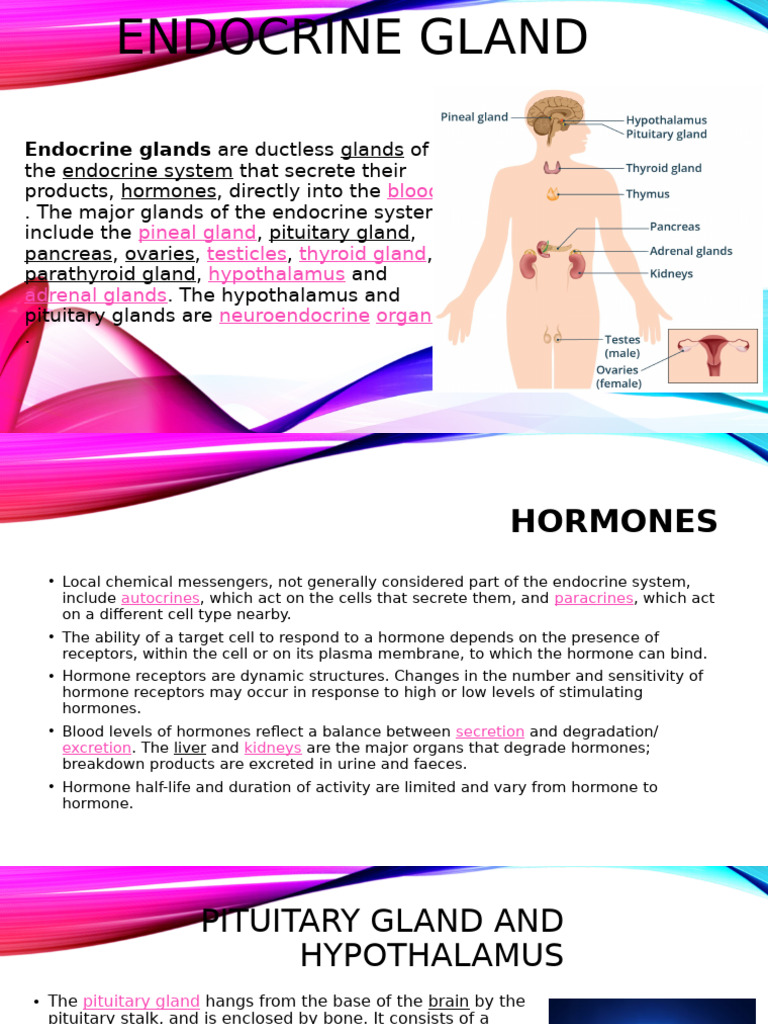 Endocrine Gland Nikhil | PDF | Endocrine System | Thyroid