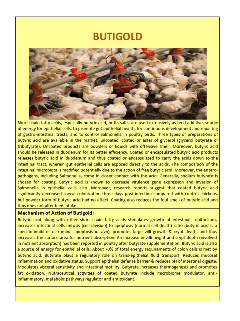 Butigold Poultry Literature | PDF | Gastrointestinal Tract | Medical ...