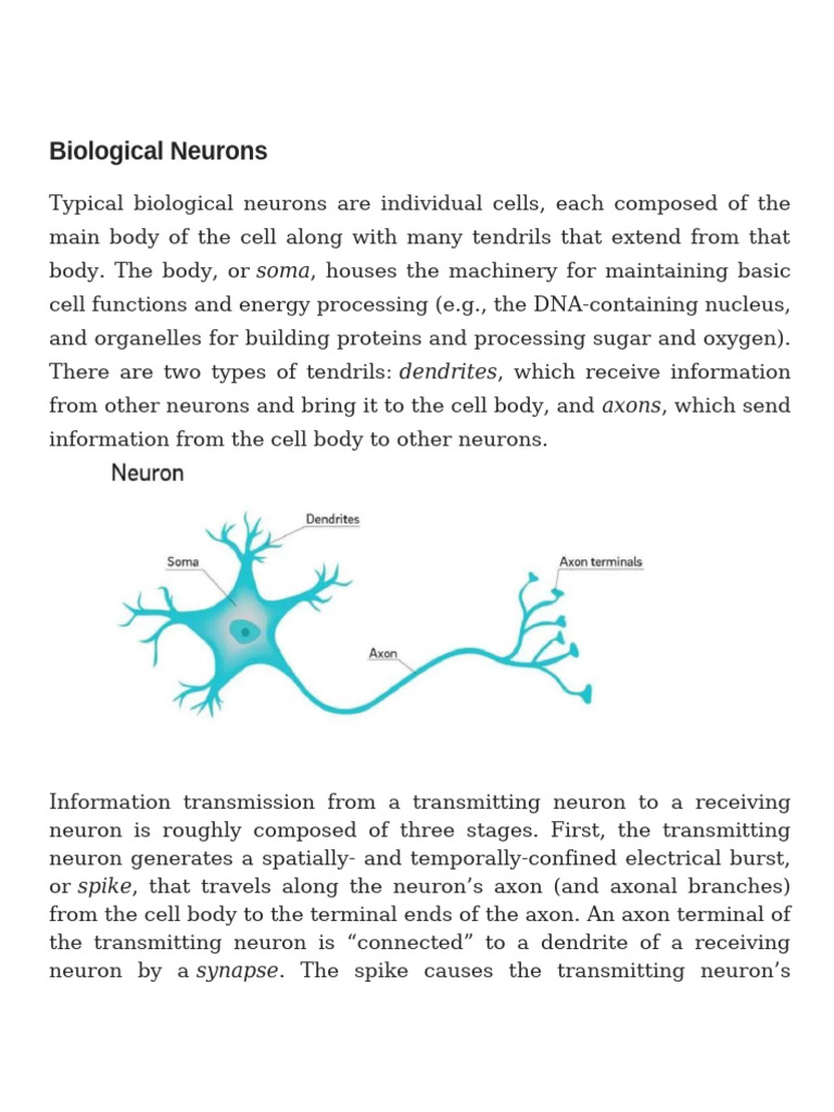 Biological Neurons | PDF | Neuron | Axon