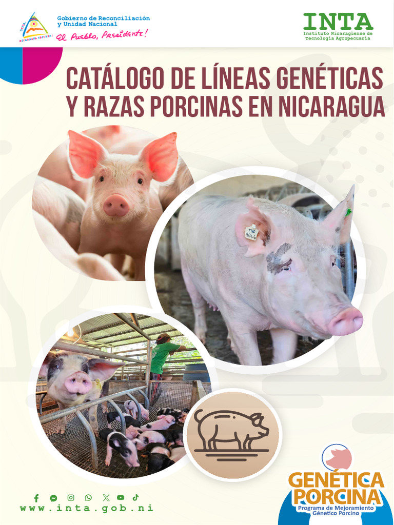 Catálogo de Líneas y Razas Porcinas | PDF | Cerdo | Carne